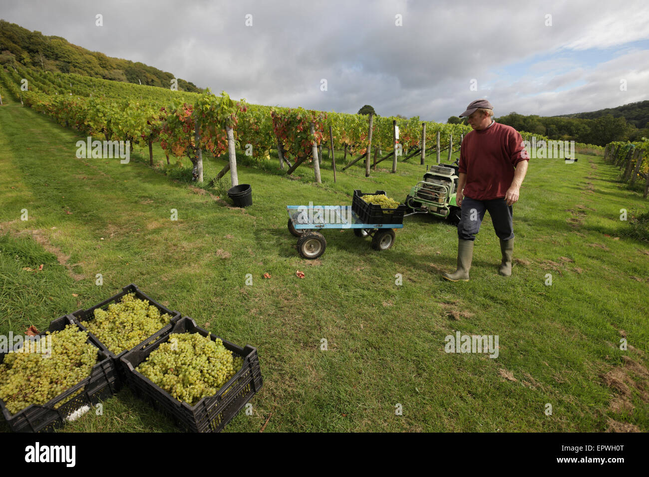 Welsh Wine. Award winning wines and sparkling wines from Parva Farm ...