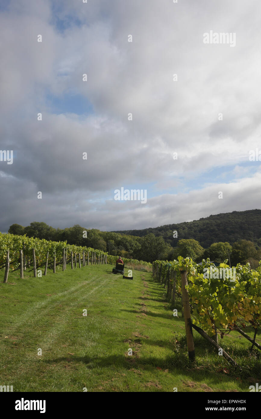 Welsh Wine. Award winning wines and sparkling wines from Parva Farm ...