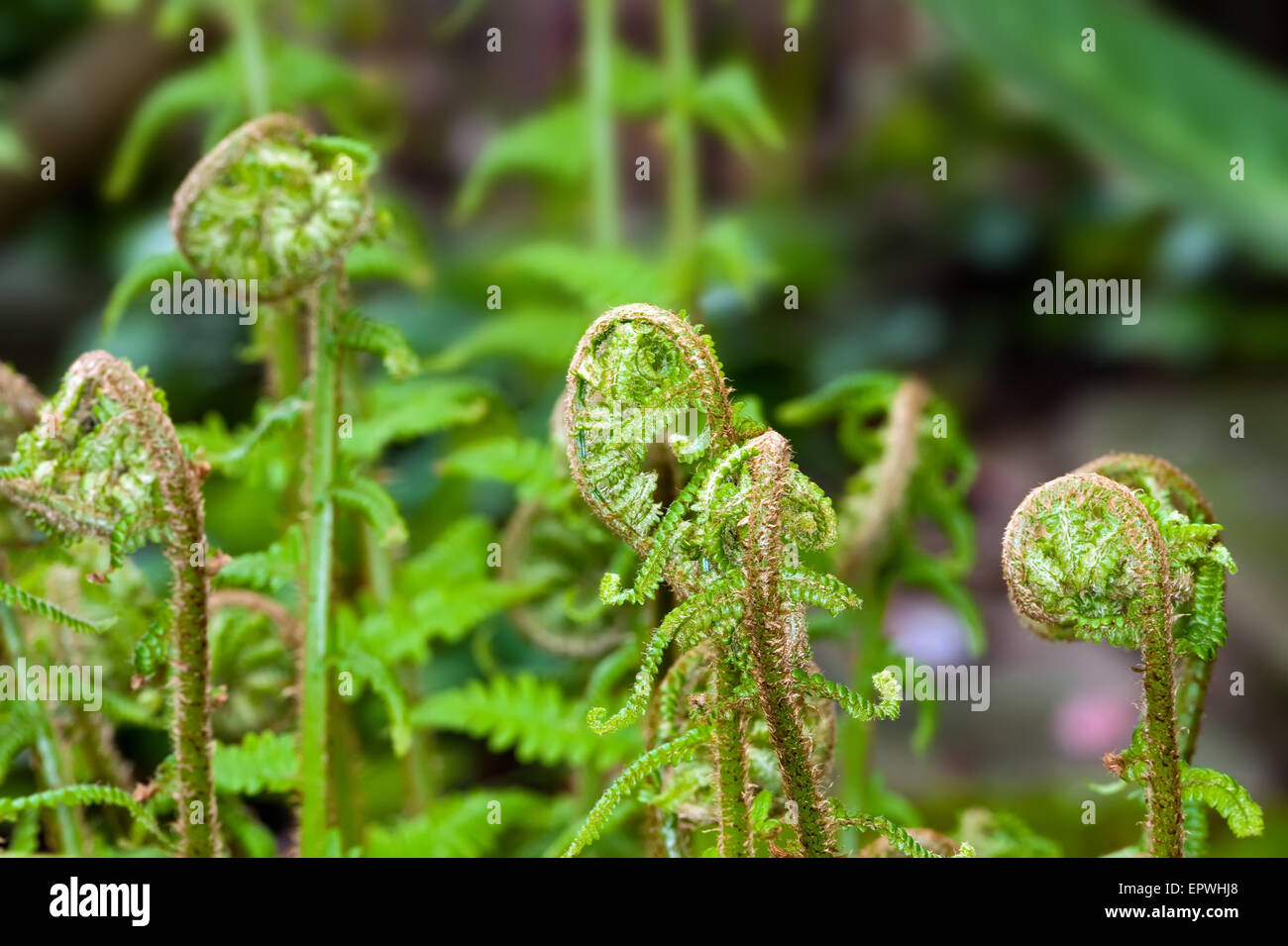 new ferns growing in spring Stock Photo - Alamy