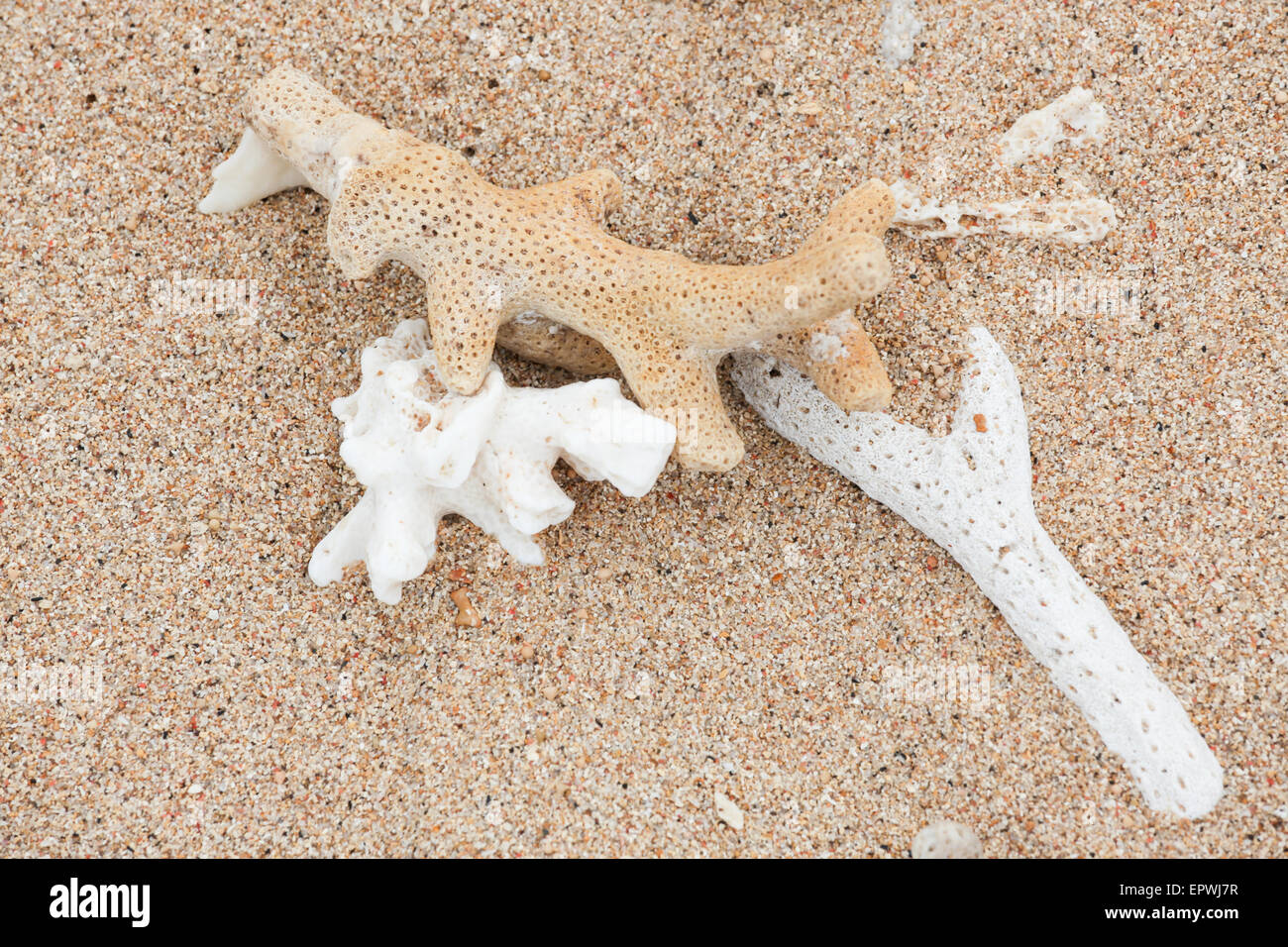 Dry coral parts at beach Stock Photo - Alamy