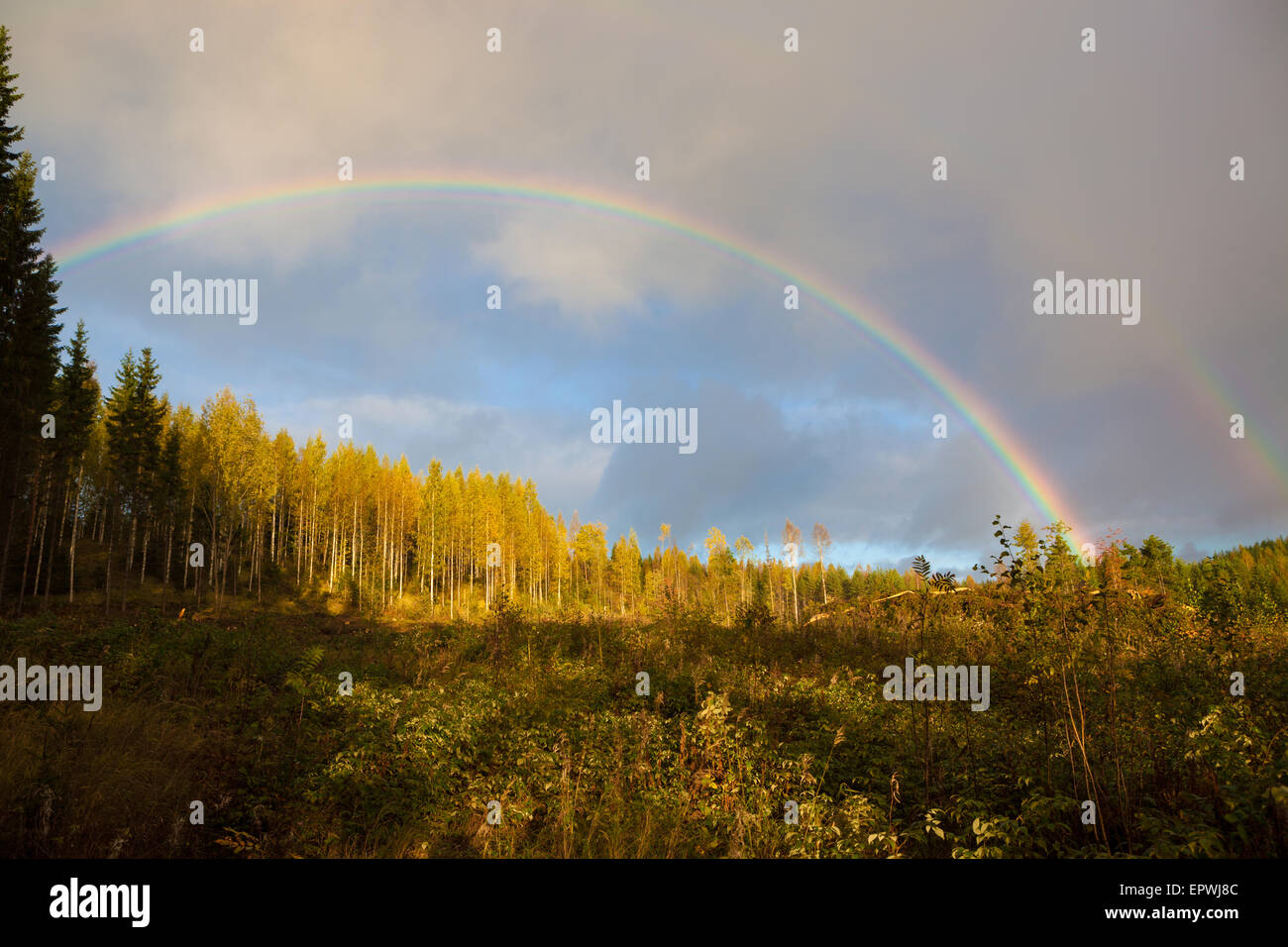 Rainbow and forest landscape Stock Photo - Alamy