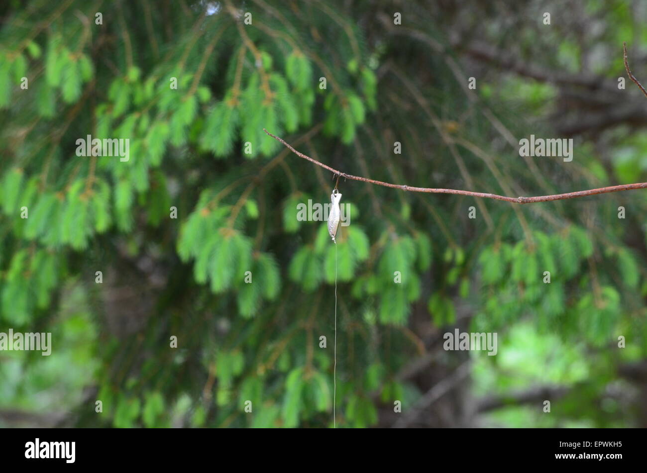 Fishing in tree hi-res stock photography and images - Alamy