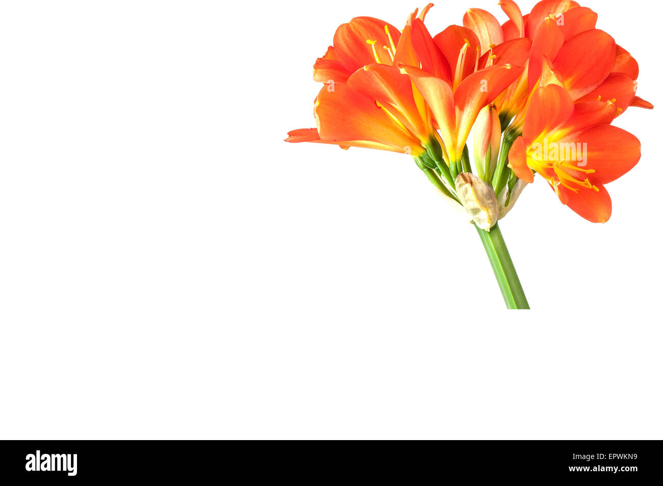 Lily clivia Cut Out Stock Images & Pictures - Alamy