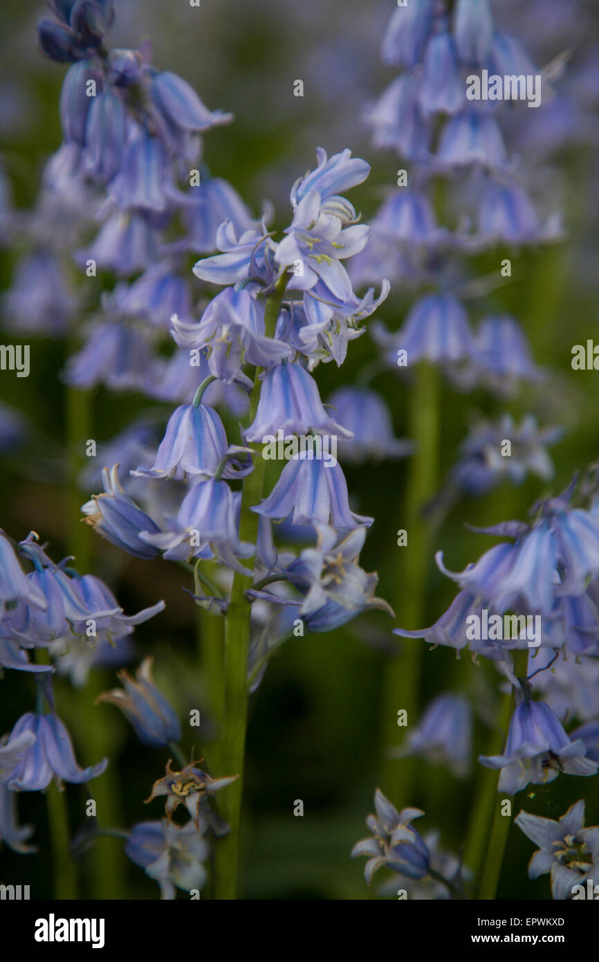 bluebells in full bloom in an English country garden Stock Photo - Alamy