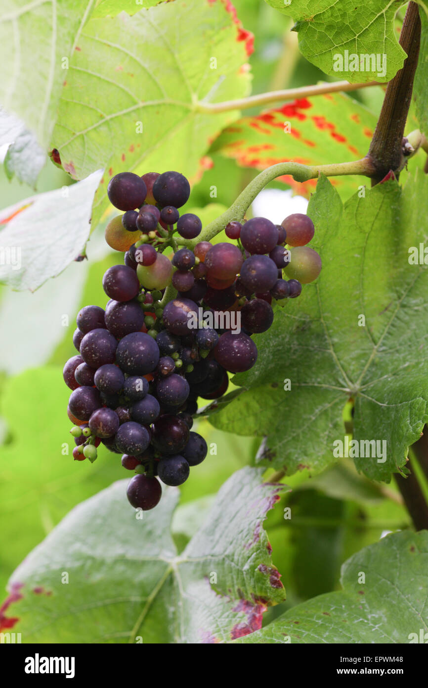 Welsh Wine. Award winning wines and sparkling wines from Parva Farm ...