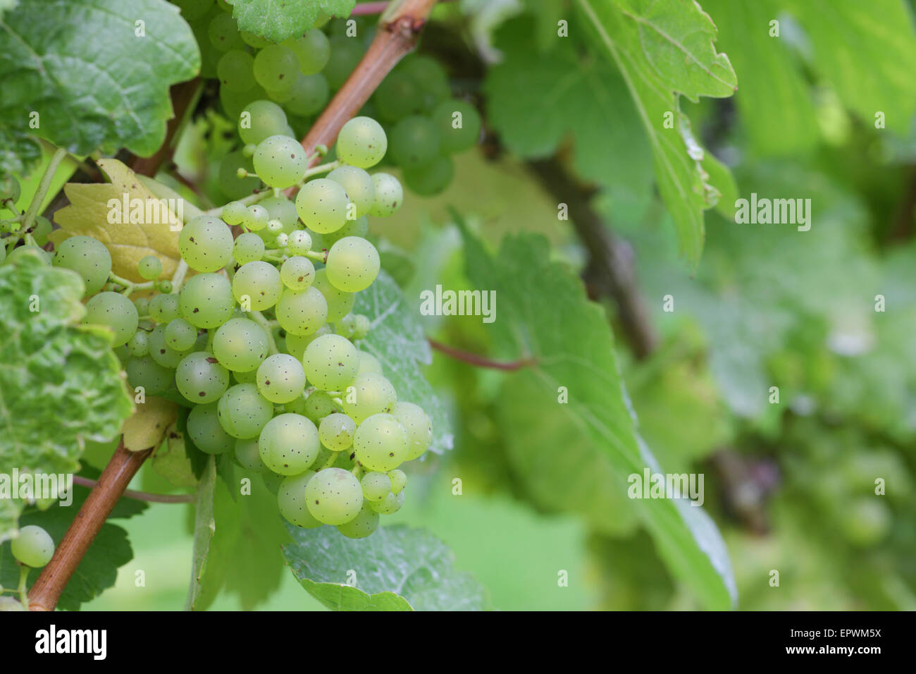 Welsh Wine. Award winning wines and sparkling wines from Parva Farm ...