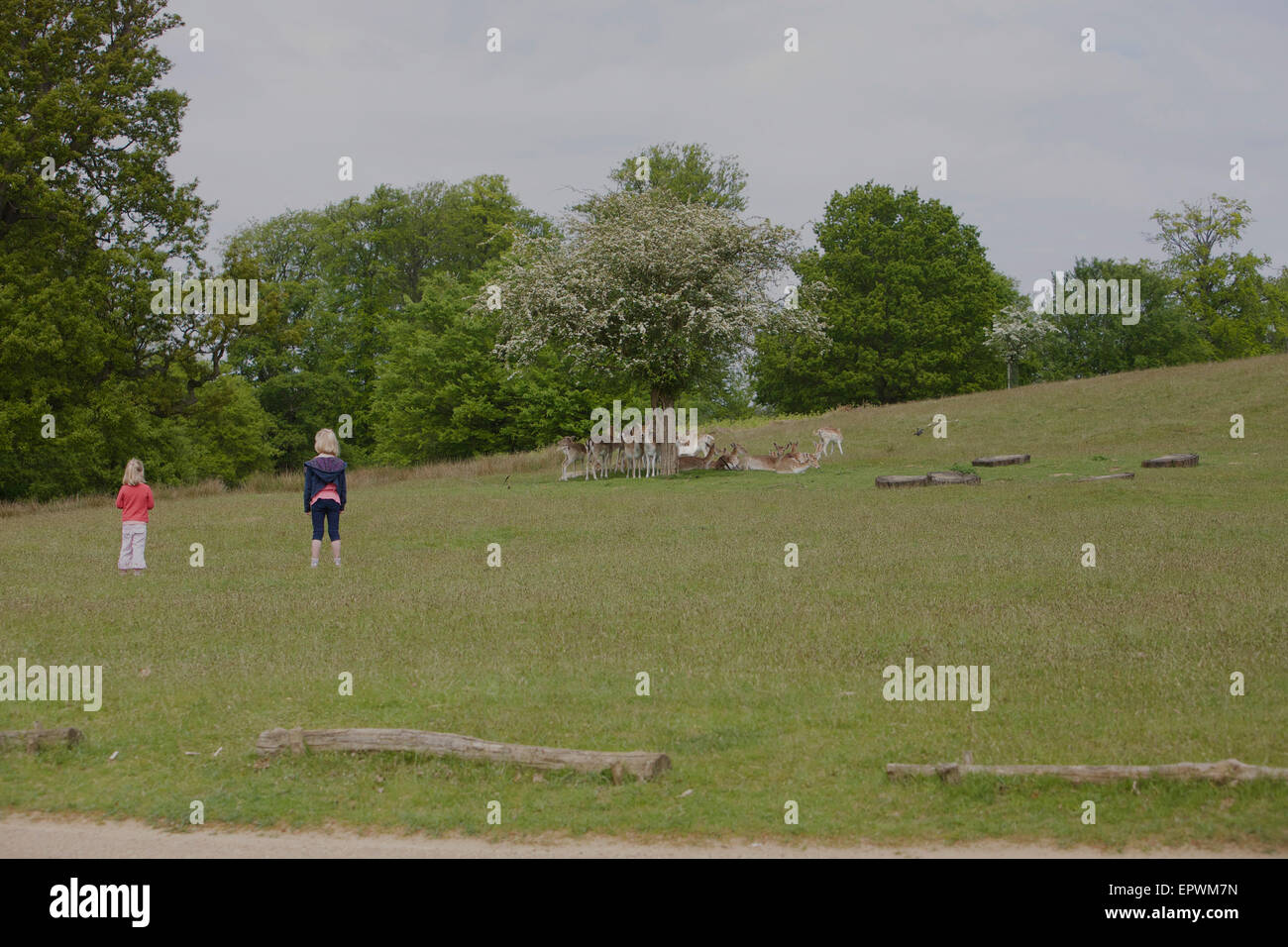 Two children watch the Roe Deer sheltering under a tree in Knole park ...