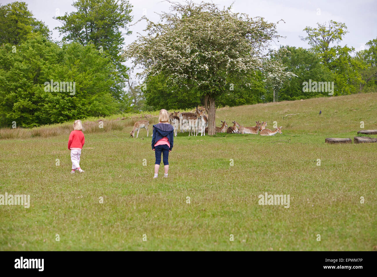 Two children watch the Roe Deer sheltering under a tree in Knole park ...