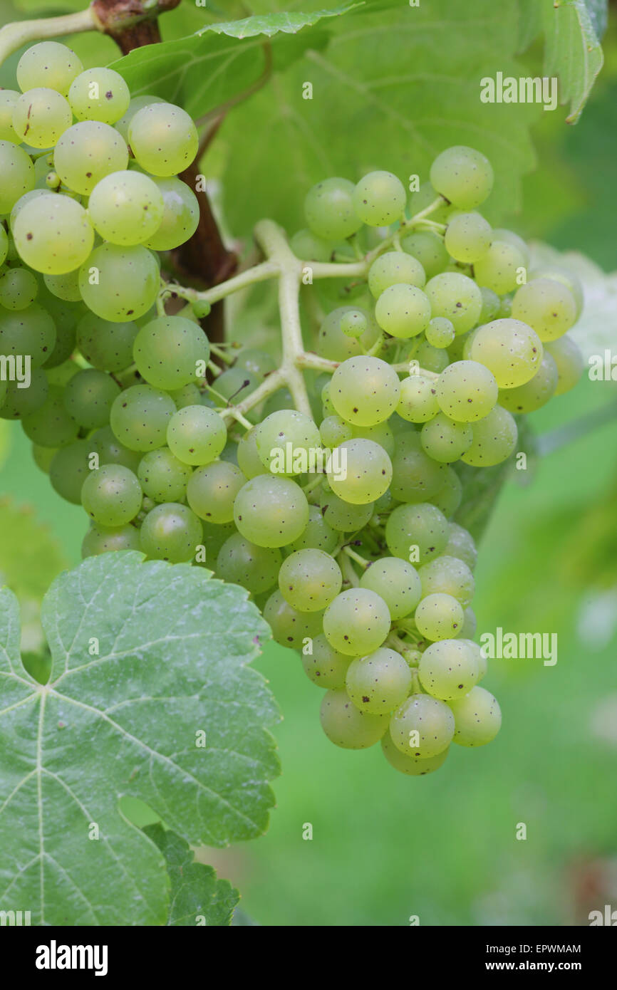 Welsh Wine. Award winning wines and sparkling wines from Parva Farm ...