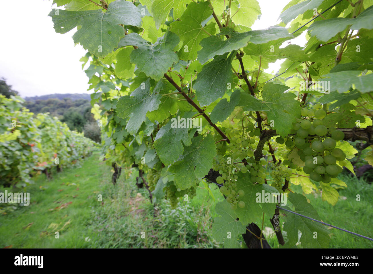 Welsh Wine. Award winning wines and sparkling wines from Parva Farm ...