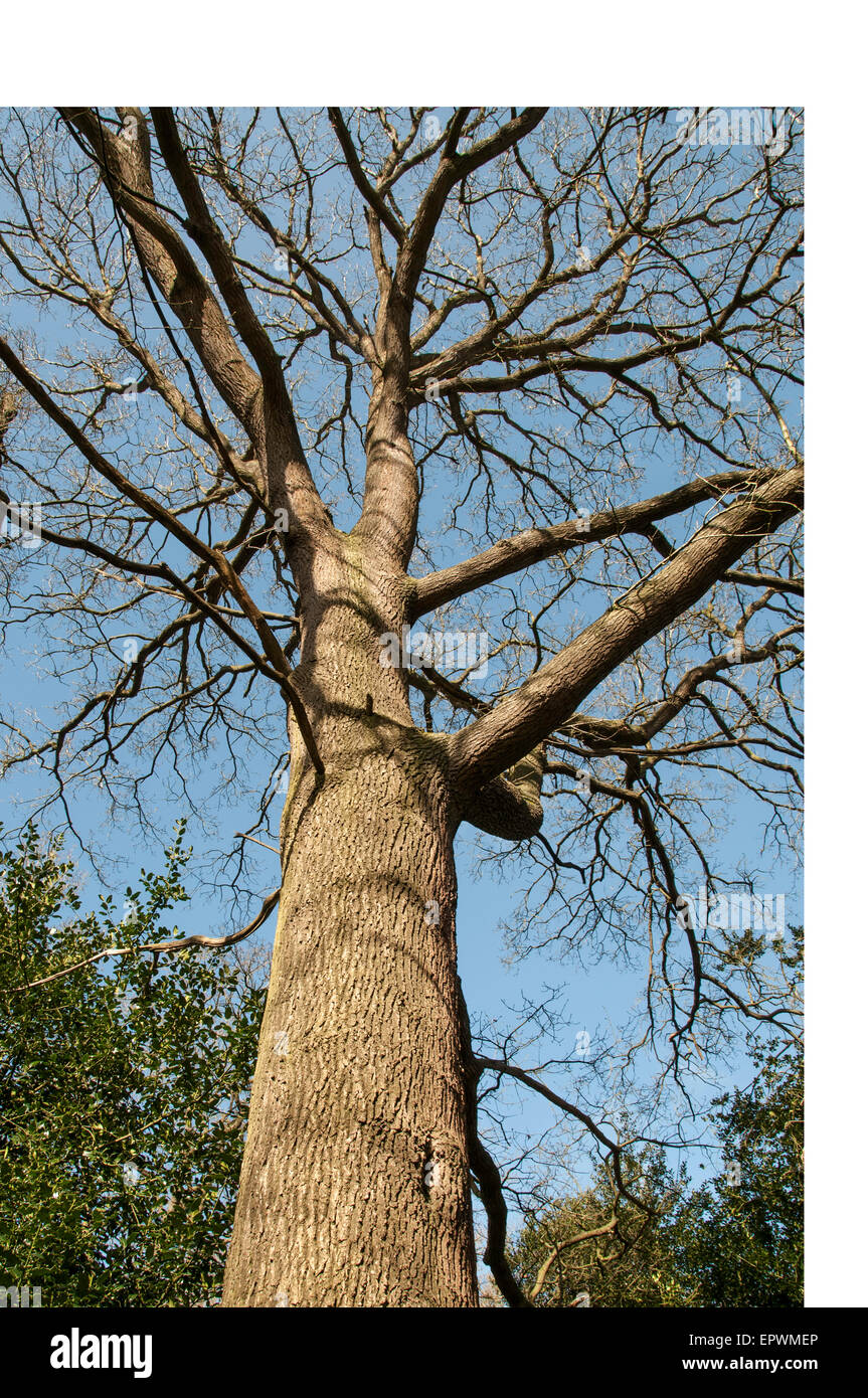 Trunk of oak tree in late winter Stock Photo - Alamy