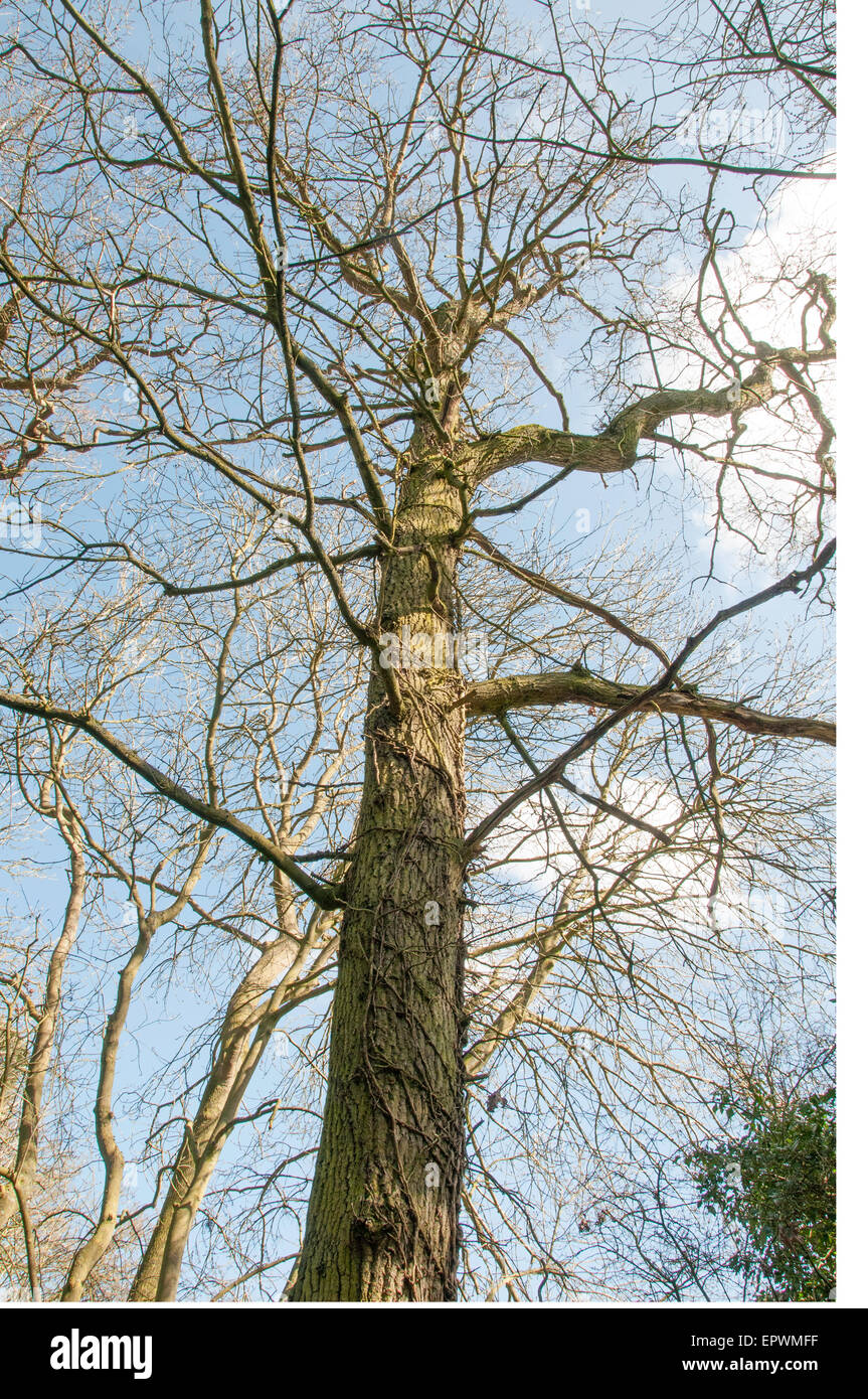 Oak tree in early spring Stock Photo - Alamy