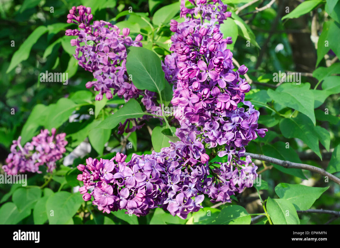 Spring lilac flowers Stock Photo - Alamy