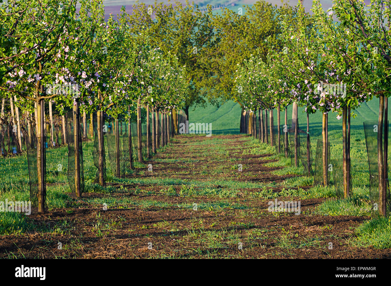 Blossoming apple tree garden Stock Photo - Alamy