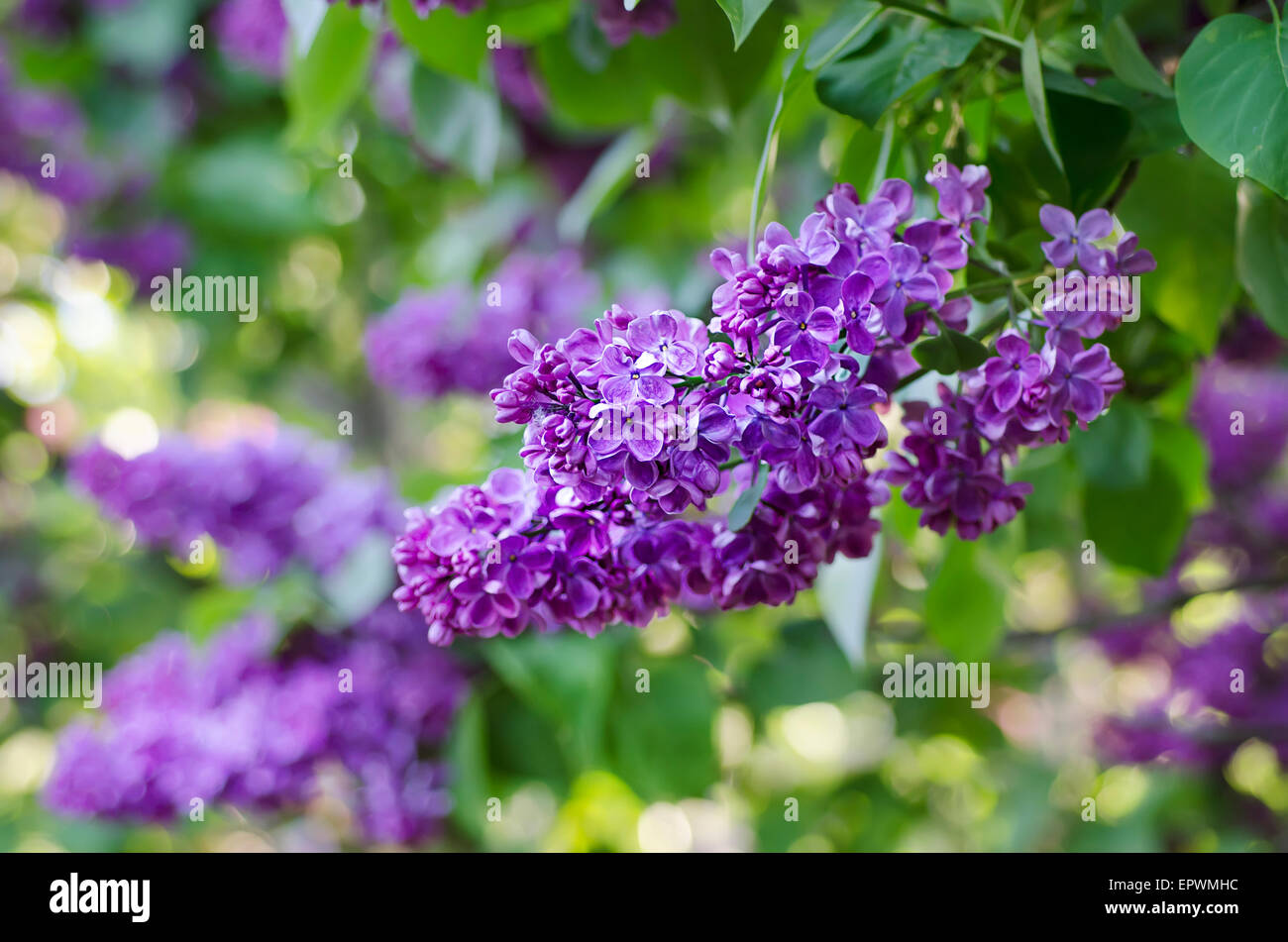 Spring lilac flowers Stock Photo - Alamy