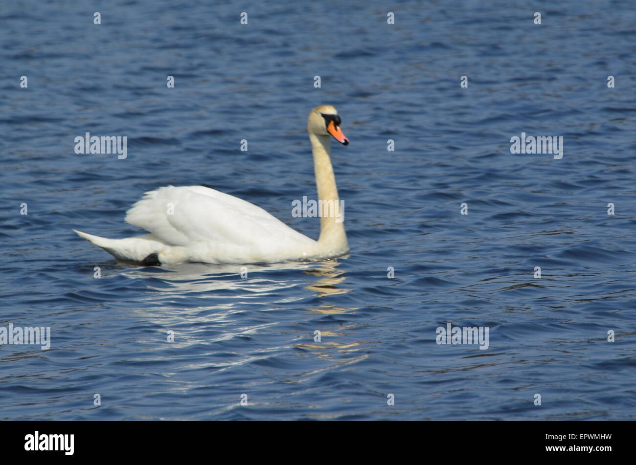 The most beautiful swan hi-res stock photography and images - Alamy