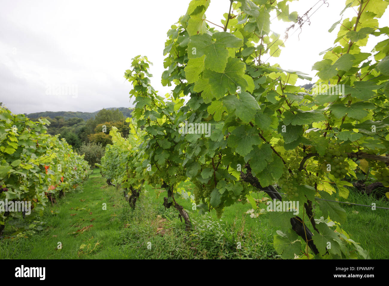 Parva farm vineyard hi-res stock photography and images - Alamy