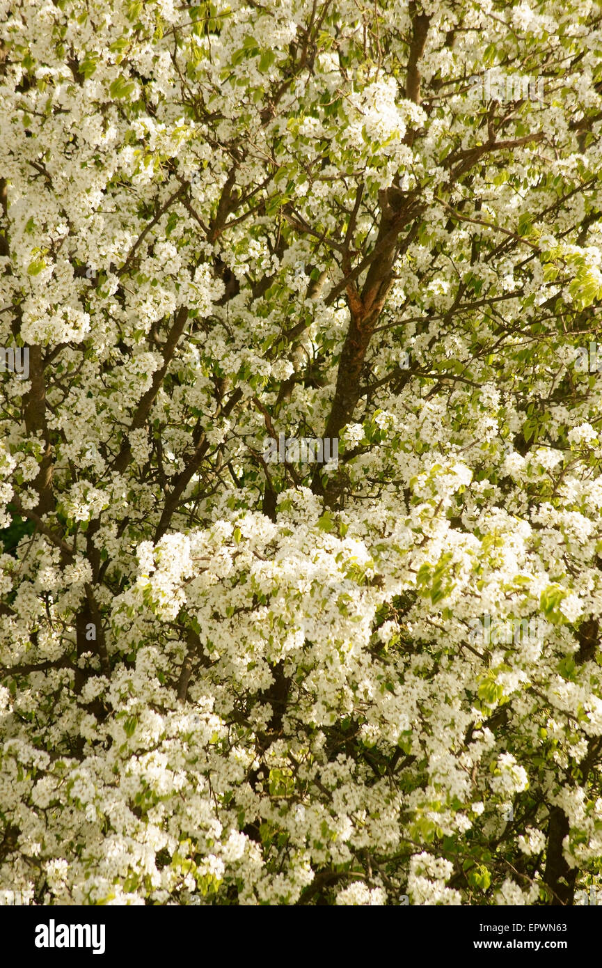 Airy inflorescence hi-res stock photography and images - Alamy