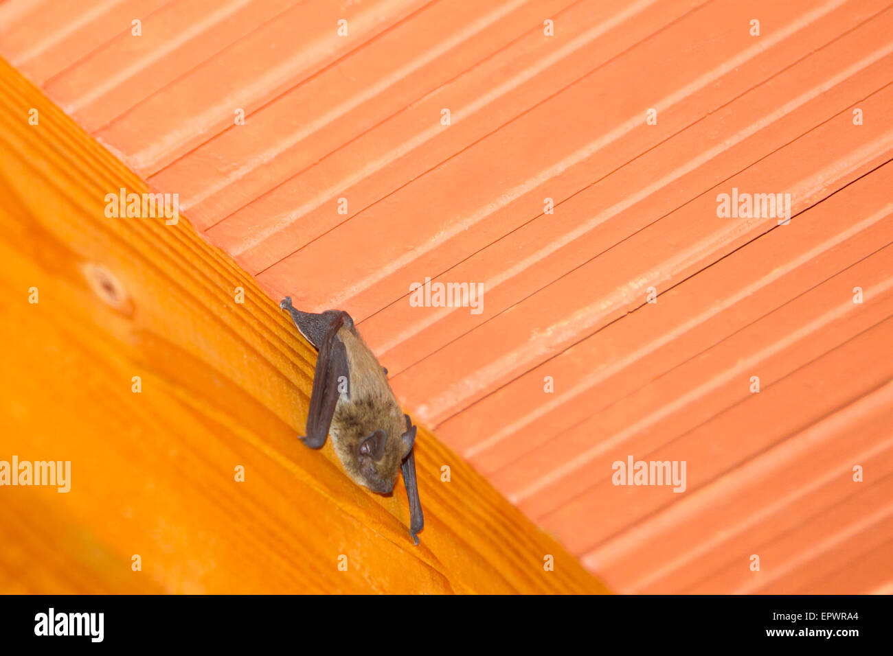 Animal hanging down a roof beam hi-res stock photography and images - Alamy