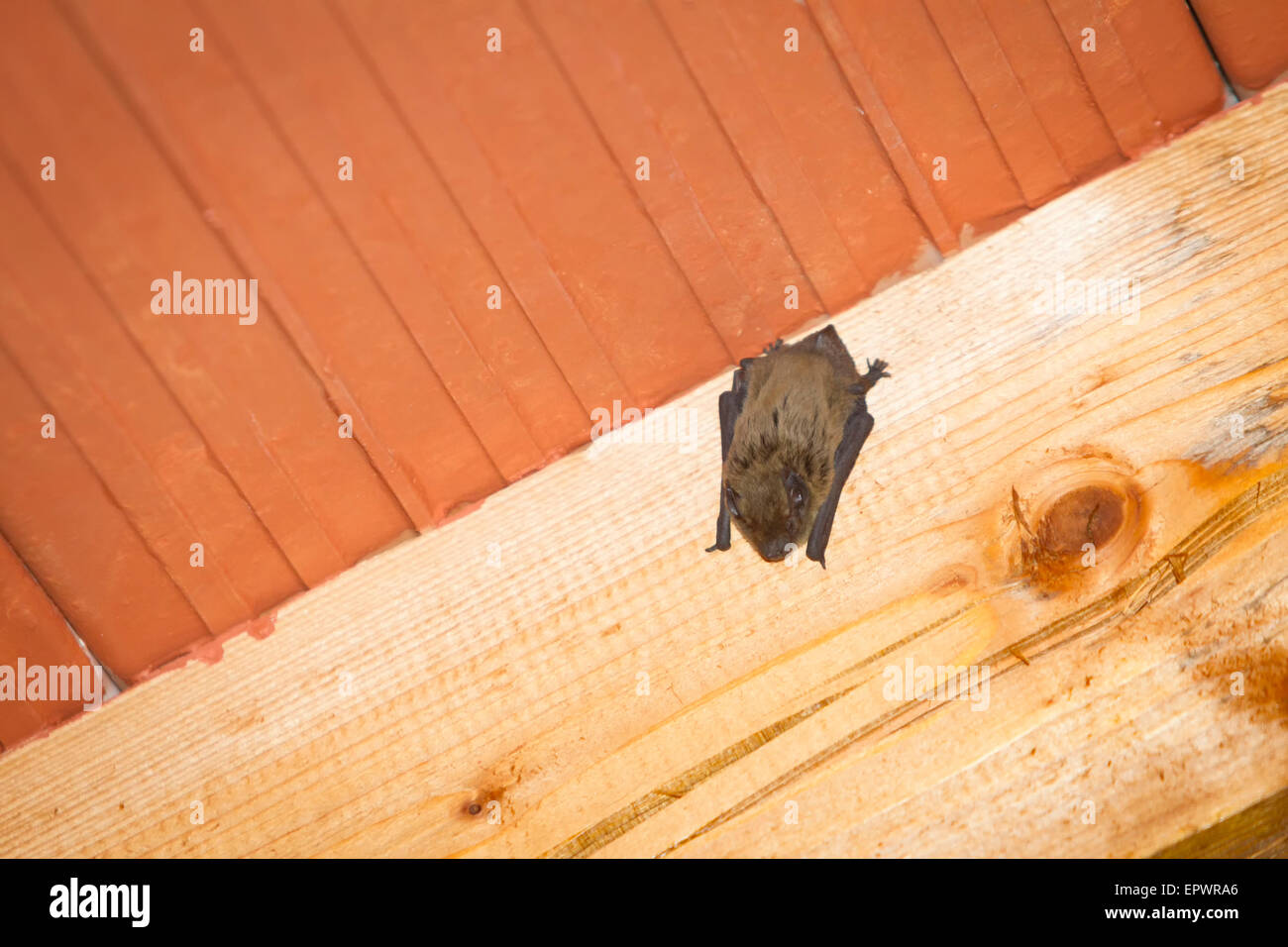 A low angle view of a bat hanging upside down on a wooden beam on the ...