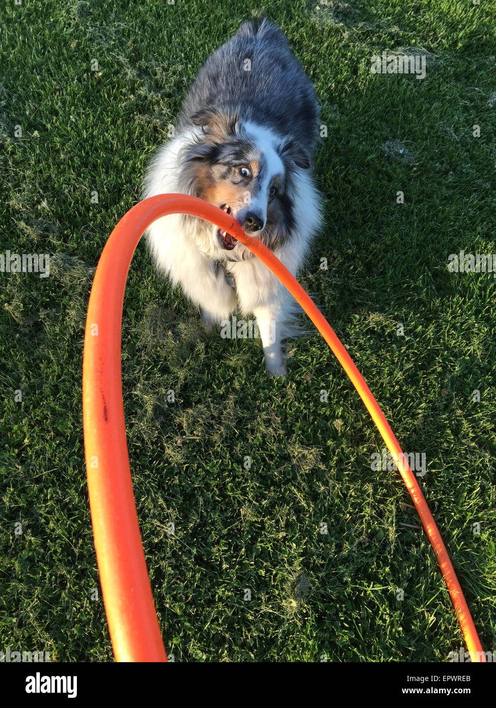 Shetland sheep dog, or Sheltie playing with hula hoop Stock Photo - Alamy