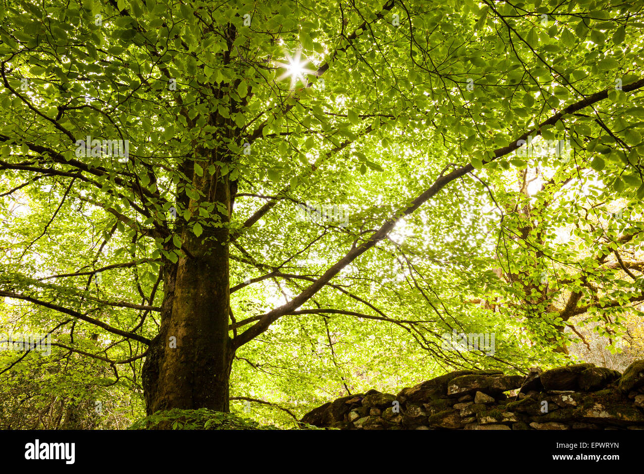 Fletchers hi-res stock photography and images - Alamy