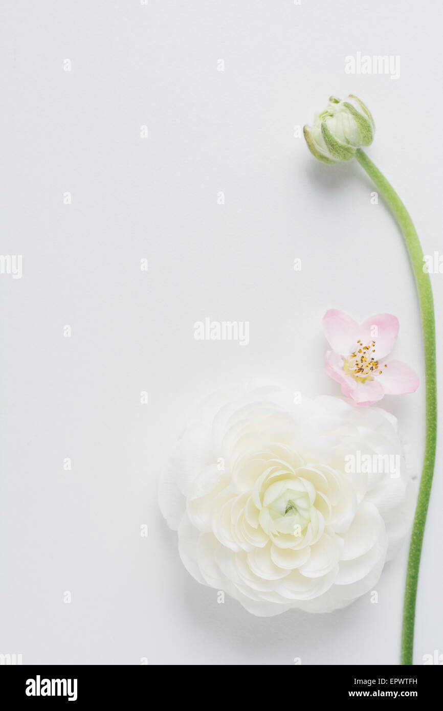 White ranunculus blossoms with pink cherry blossom Stock Photo - Alamy