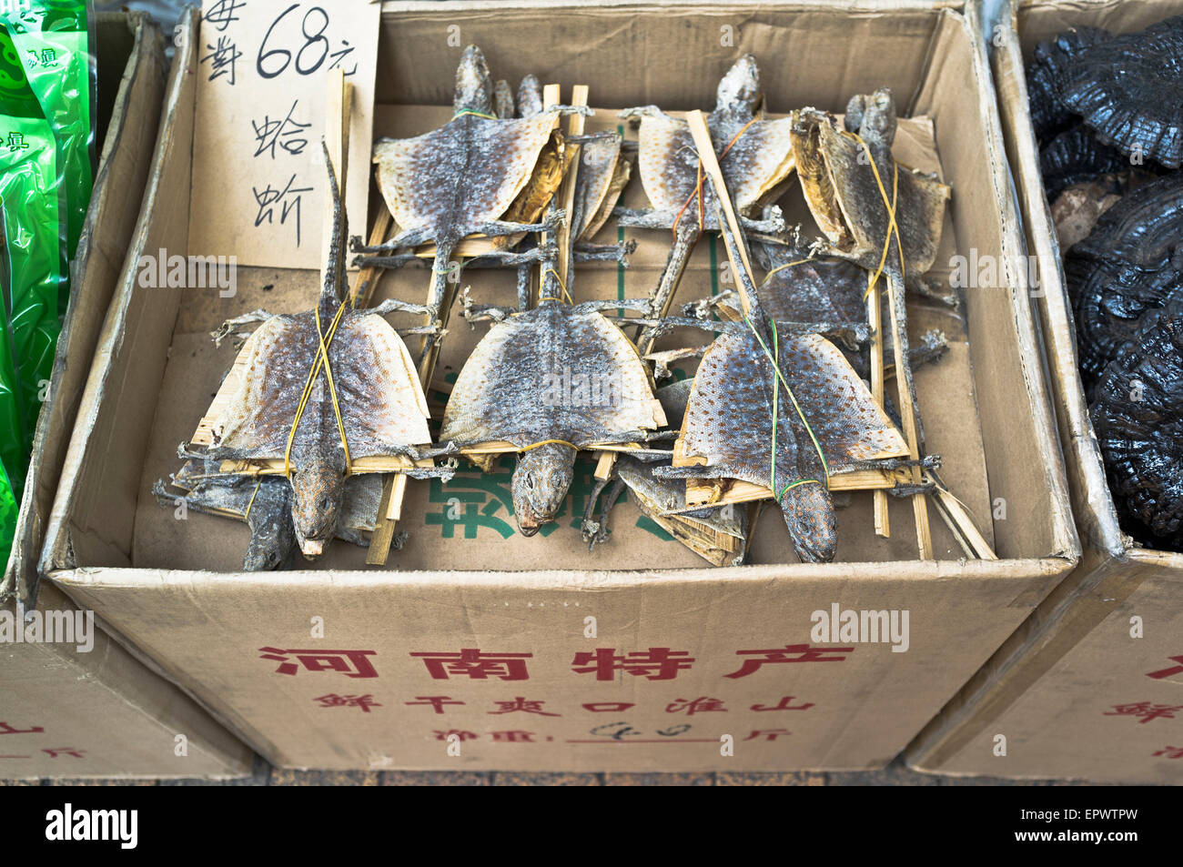 Dried lizards hi-res stock photography and images - Alamy