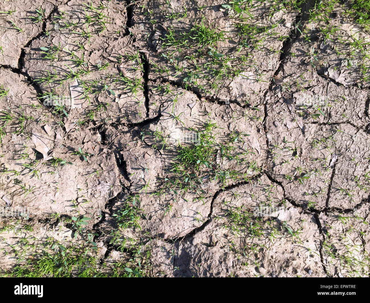 Arid grass hi-res stock photography and images - Alamy