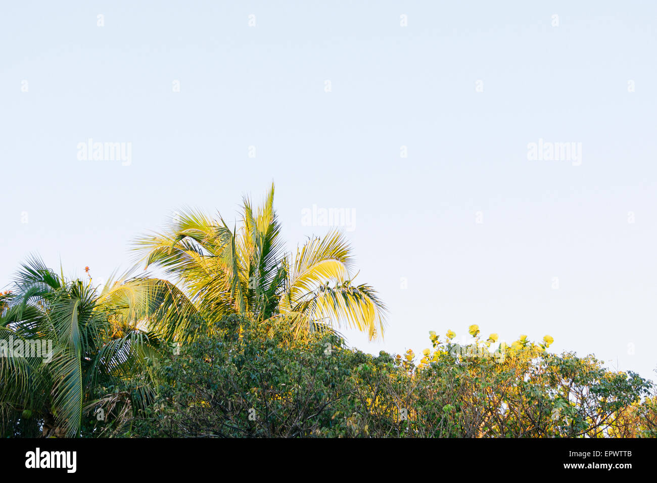 Tropical flora with palm trees. South Florida Stock Photo - Alamy