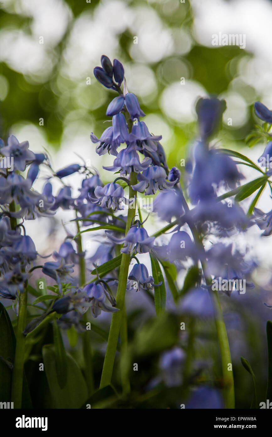 bluebells in full bloom Stock Photo - Alamy