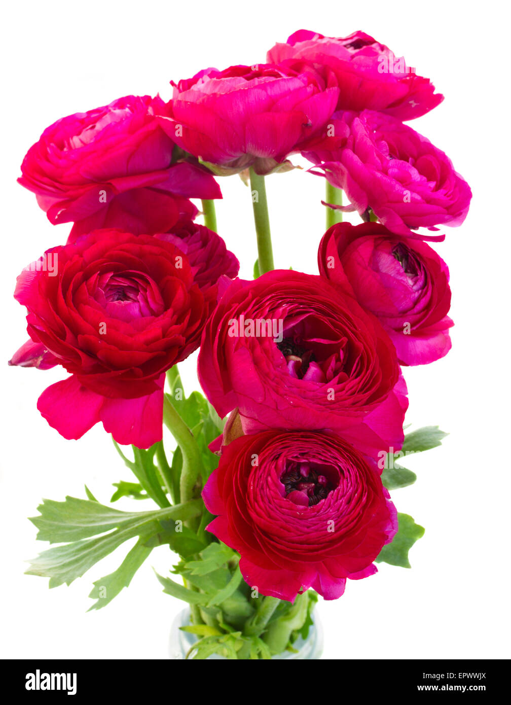 bunch of pink ranunculus flowers Stock Photo - Alamy