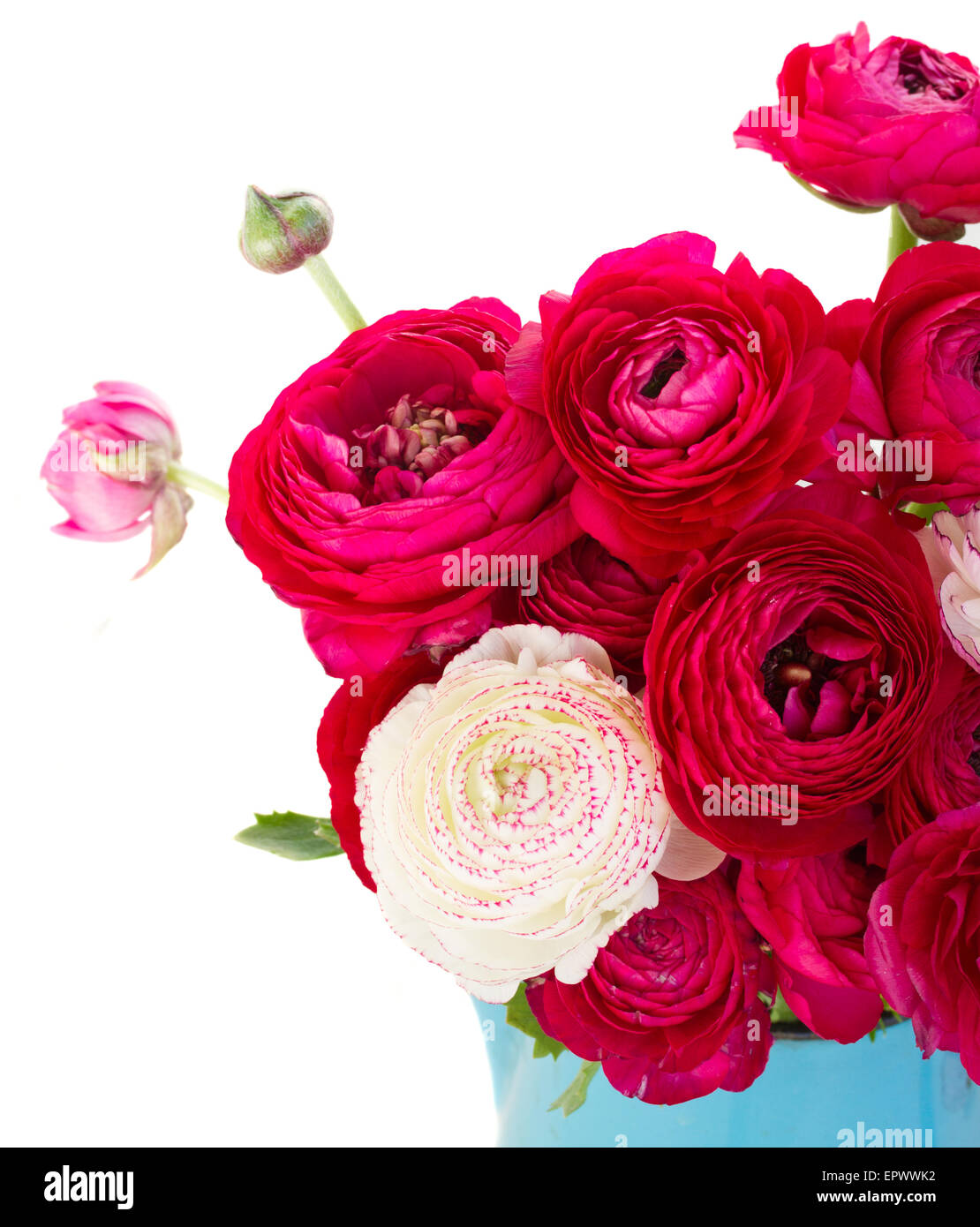 bunch of pink ranunculus flowers Stock Photo - Alamy