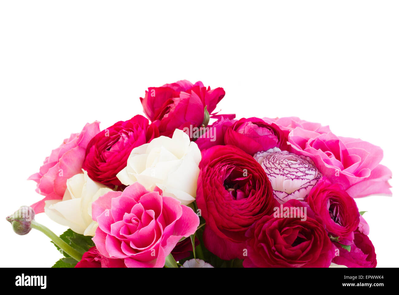 bunch of pink ranunculus flowers Stock Photo - Alamy