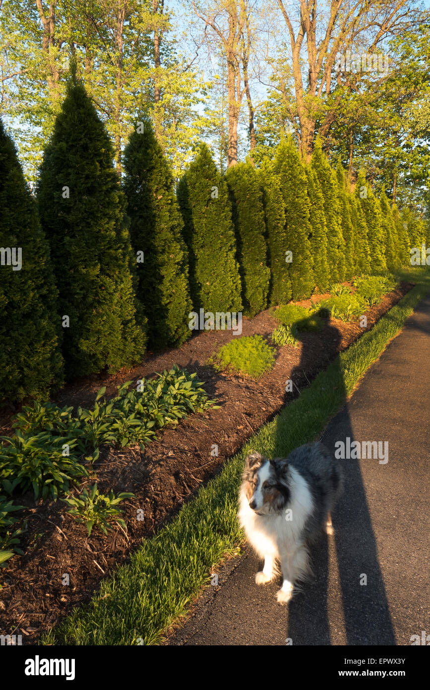 Sheltie dog on pathway Stock Photo - Alamy