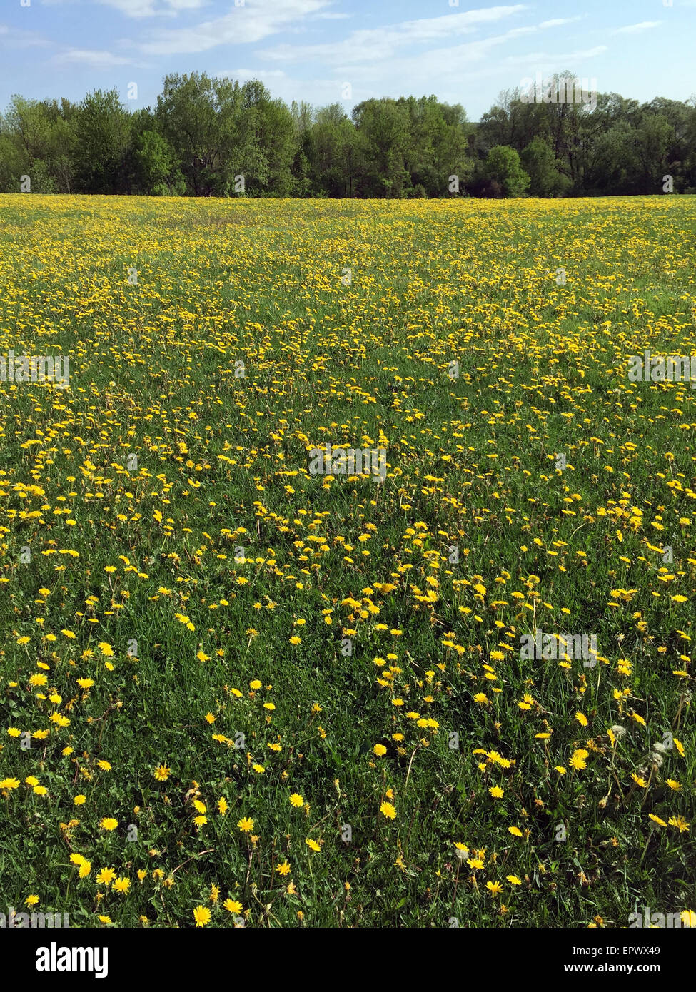 Field of dandelions Stock Photo - Alamy
