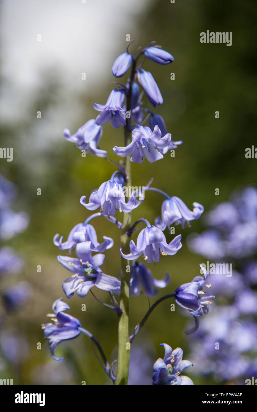 bluebells in full bloom Stock Photo - Alamy