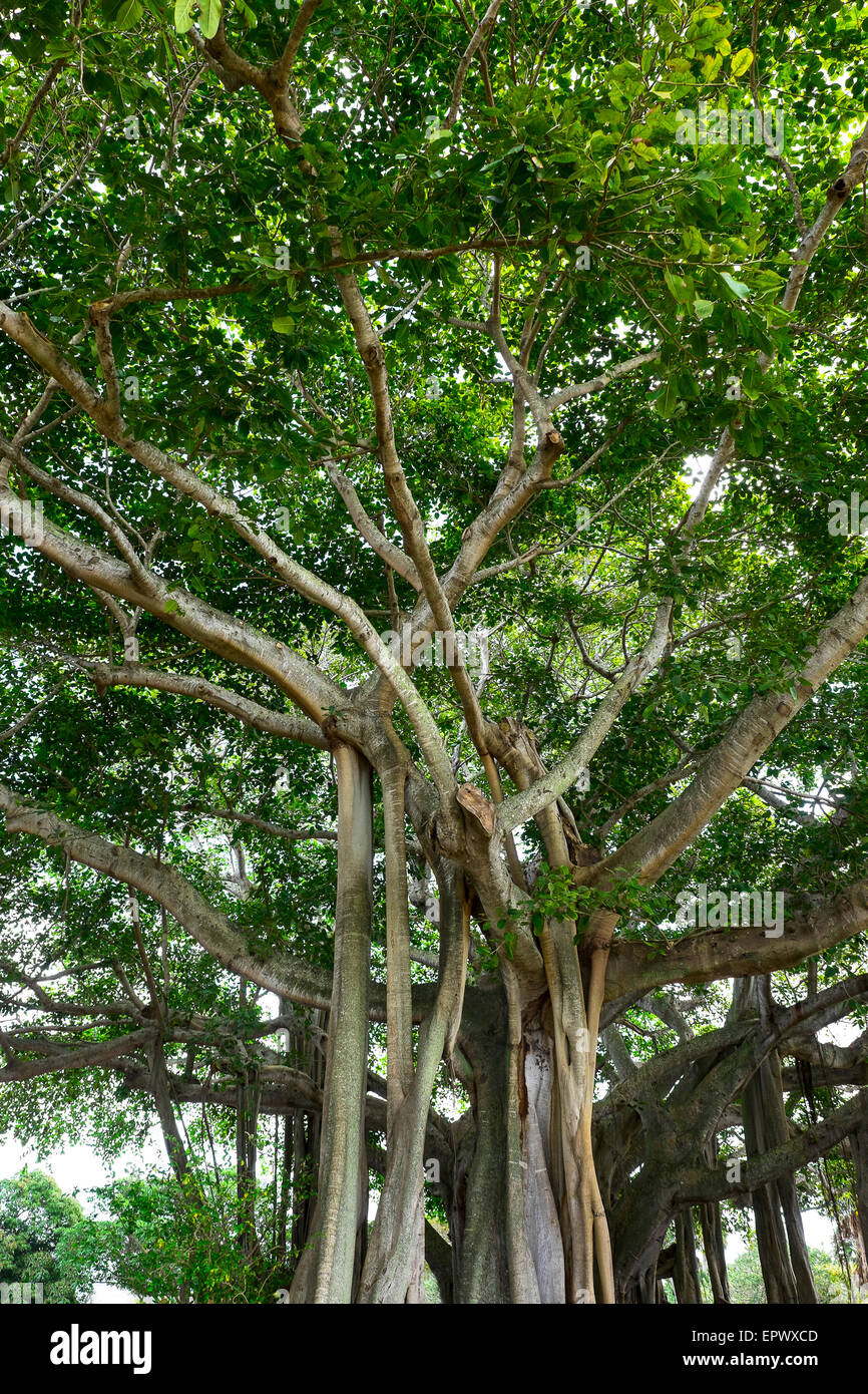 Jupiter trees hi-res stock photography and images - Alamy