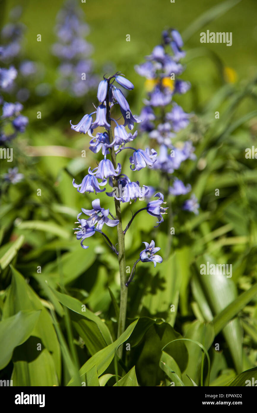 bluebells in full bloom Stock Photo - Alamy
