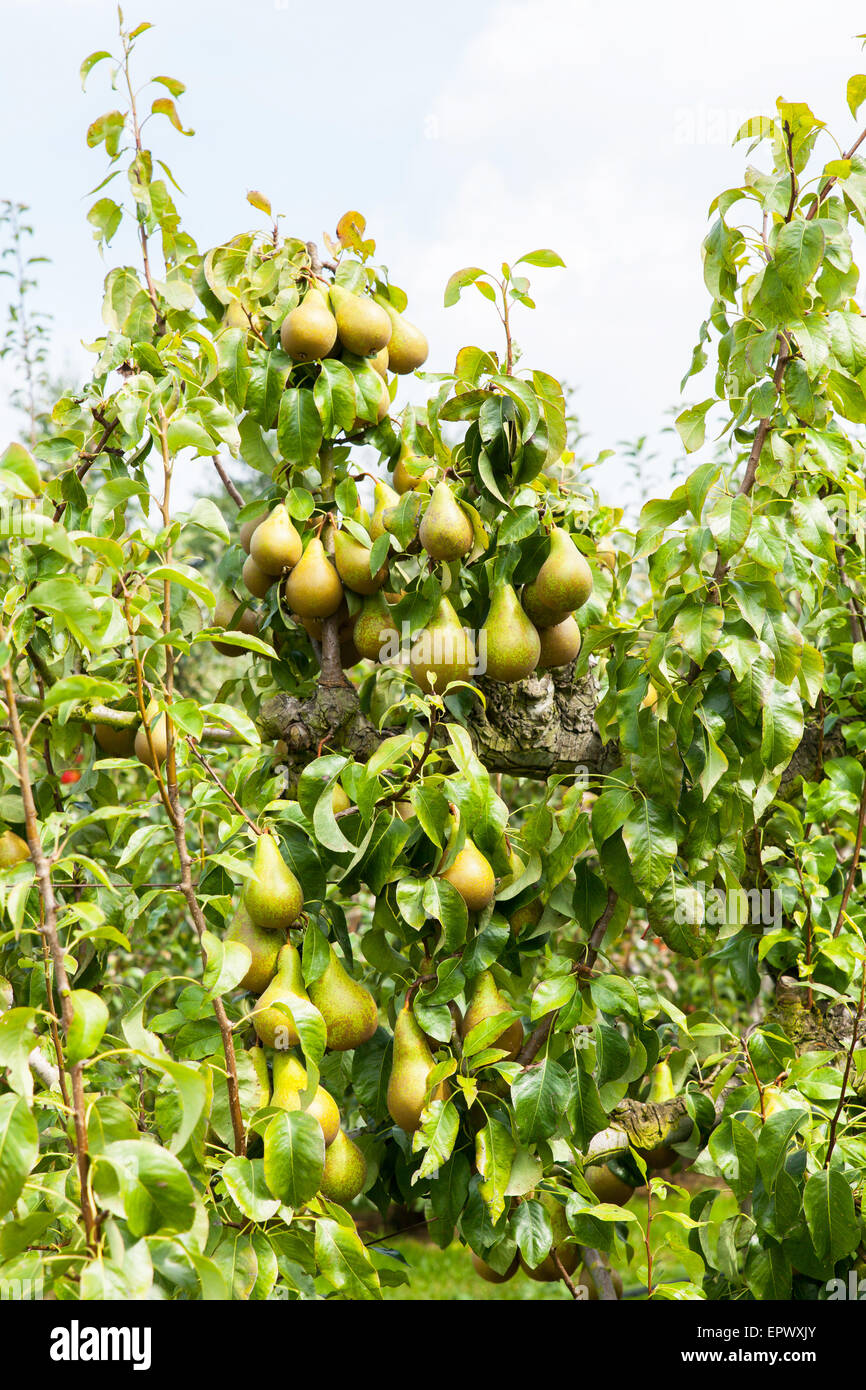 Pear tree laden with fruit hi-res stock photography and images - Alamy