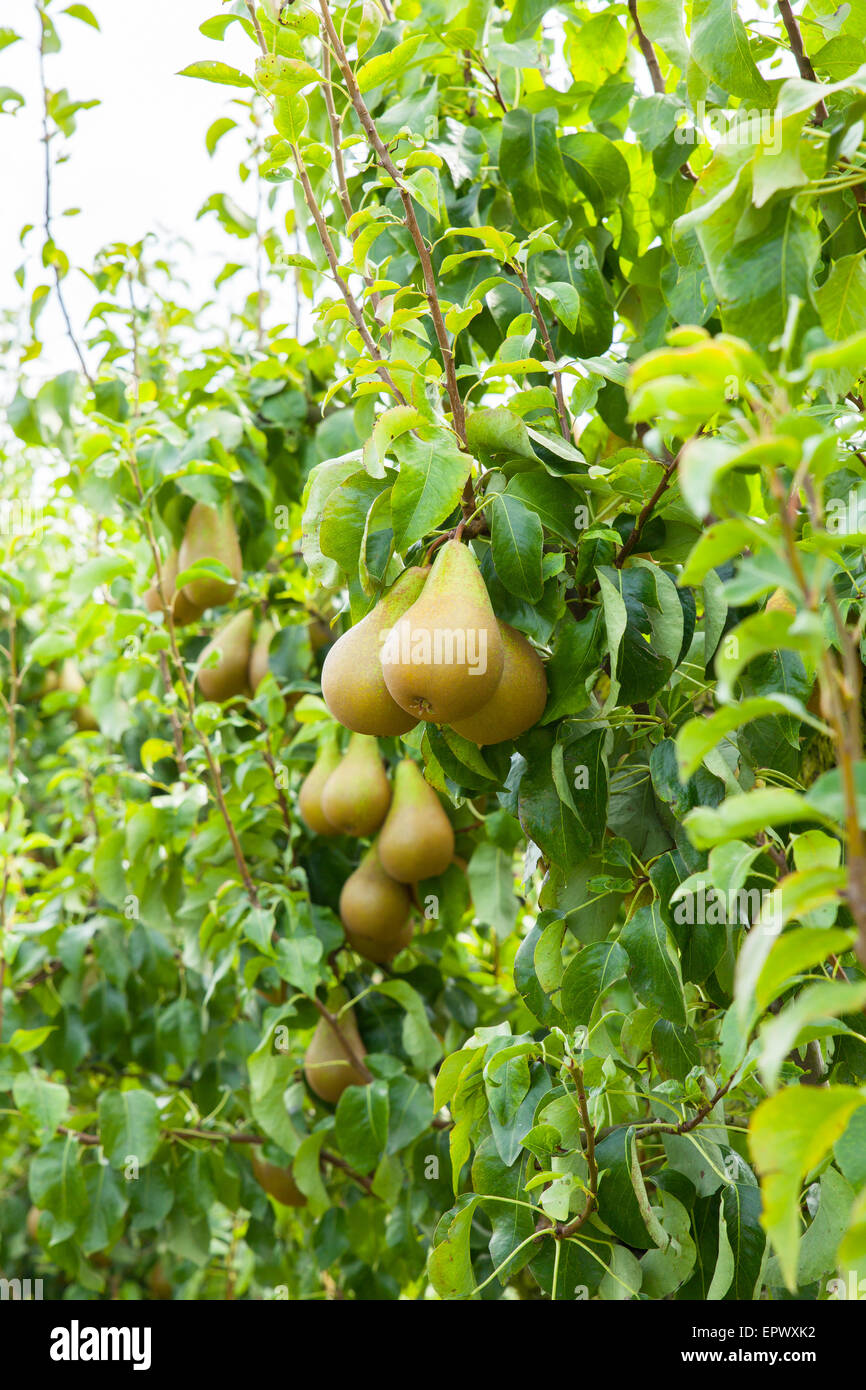 pear trees laden with fruit in an orchard in the sun Stock Photo - Alamy