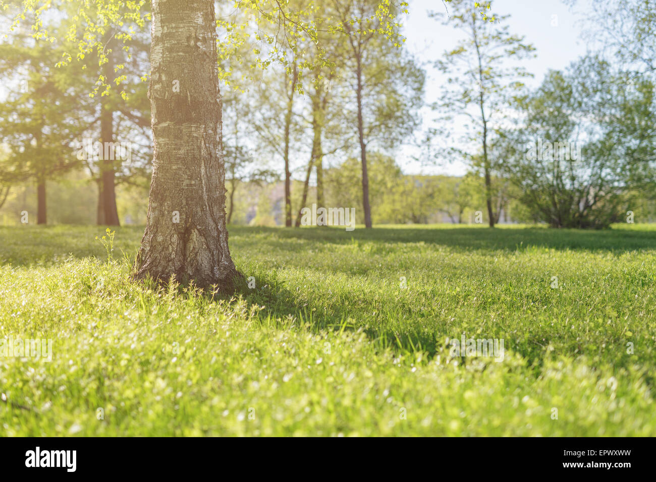Tree casting shadow at sunset hi-res stock photography and images - Alamy