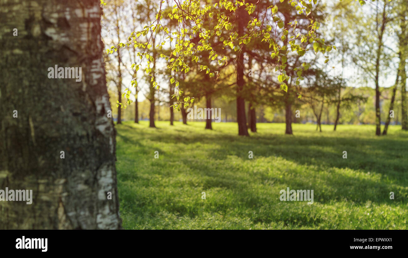 Shadows forest hi-res stock photography and images - Alamy