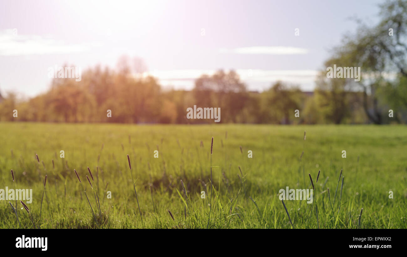 wild grass on field after afternoon Stock Photo - Alamy