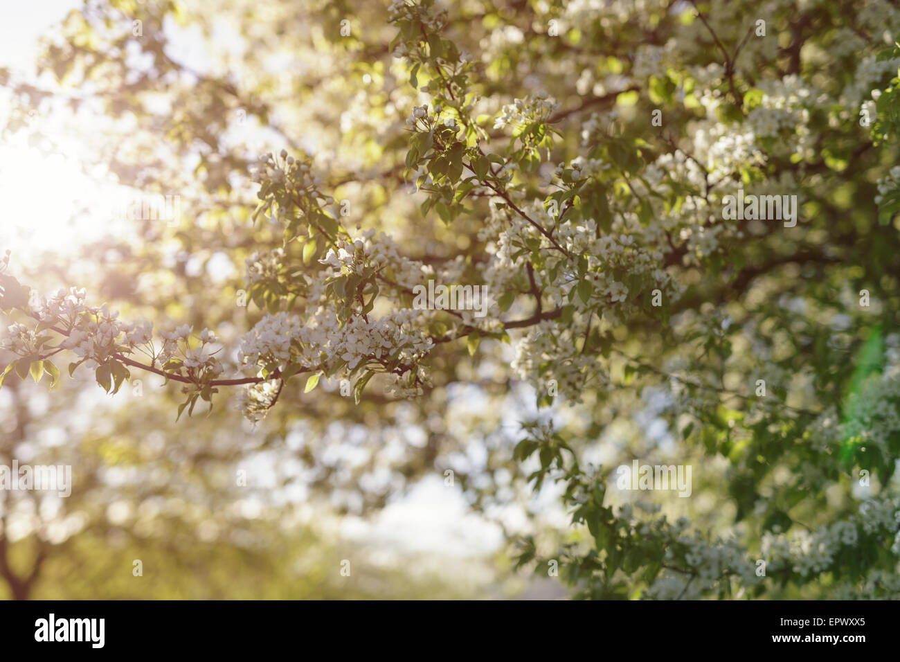 apple tree blossom flowers in sunny day Stock Photo - Alamy