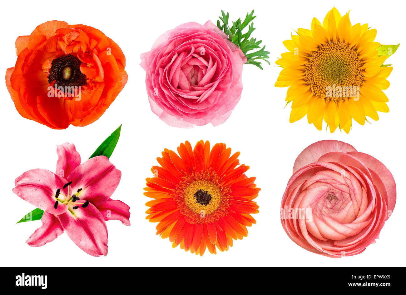 Single flower heads. Lily, ranunculus, sunflower, gerber, anemone ...