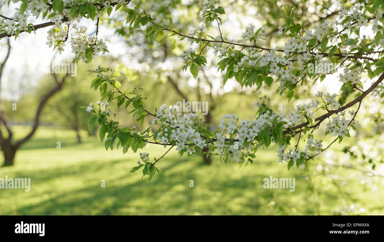 Apple tree in bloom sunny hi-res stock photography and images - Alamy