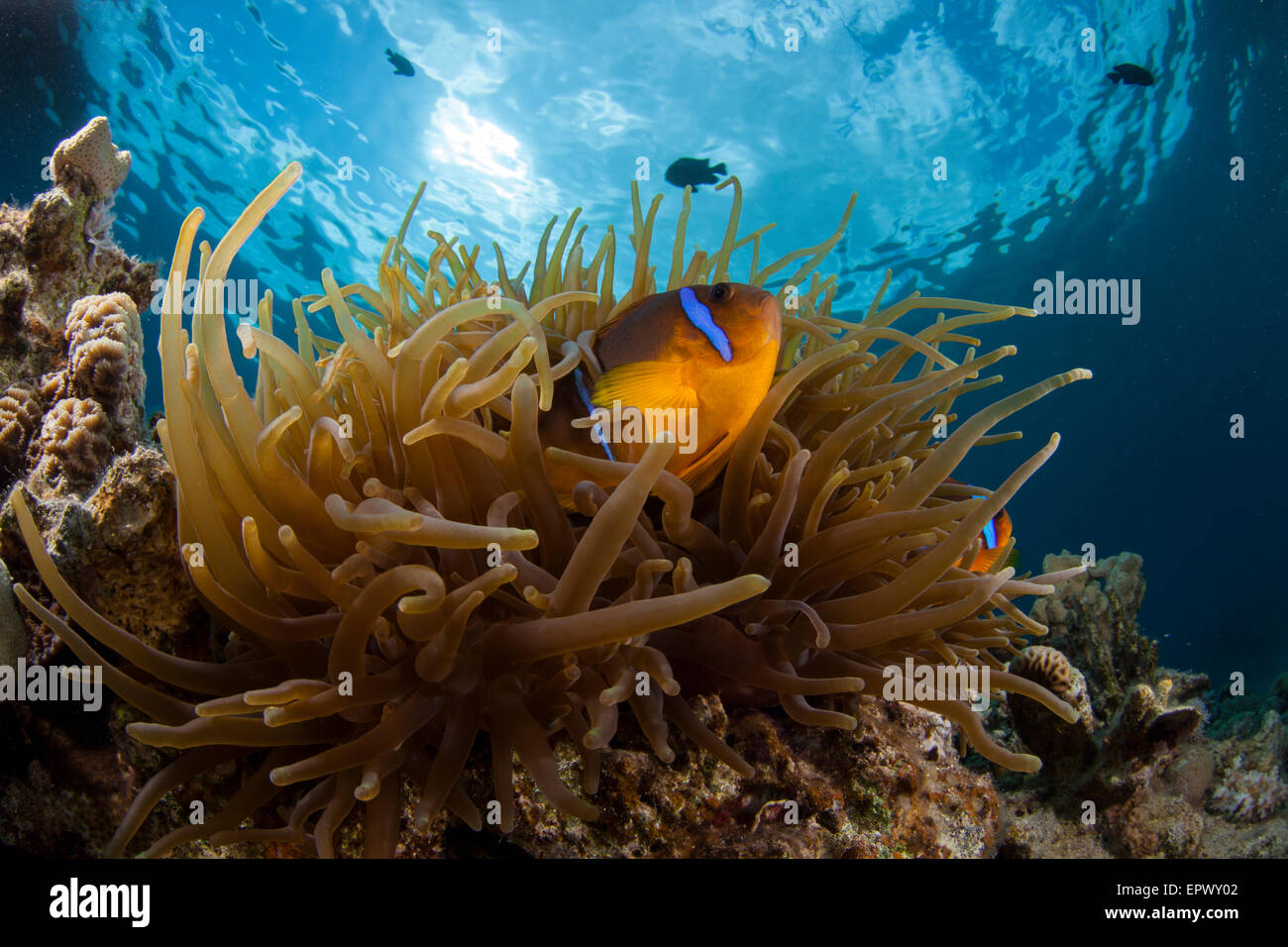 Anemone and Anemonefish, sun ball is in the background Stock Photo - Alamy
