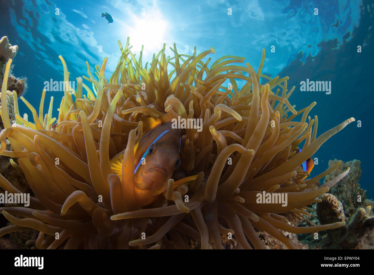 Anemone and Anemonefish, sun ball is in the background Stock Photo - Alamy