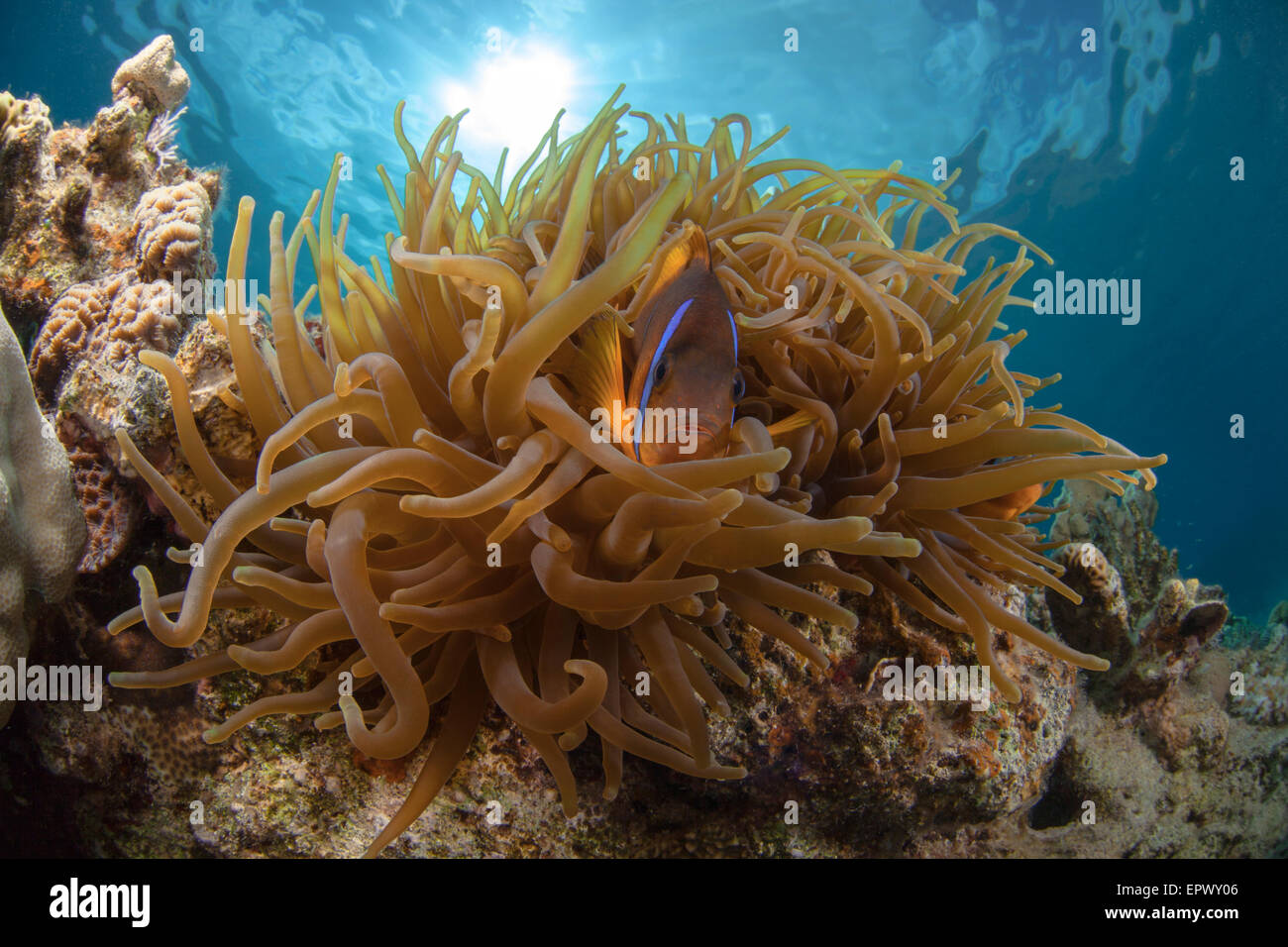 Ball Anemone High Resolution Stock Photography and Images - Alamy
